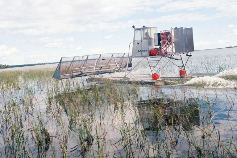 rice-field4 - Wild Man Ricing